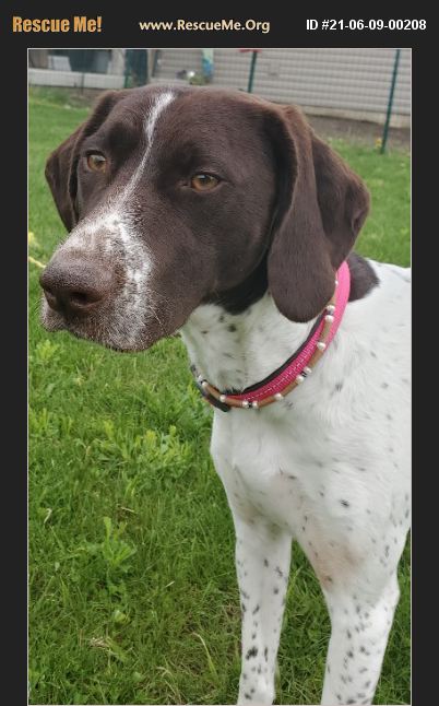 ADOPT 21060900208 ~ German Shorthaired Pointer Rescue ~ Bangor, PA