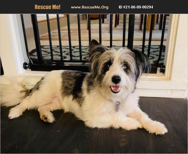 ADOPT 21060900294 ~ Petit Basset Griffon Vendeen Rescue ~ Penrose, CO
