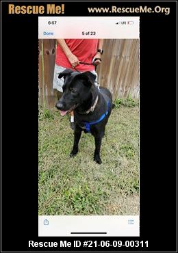 - Virginia Dog Rescue - ADOPTIONS - Rescue Me!