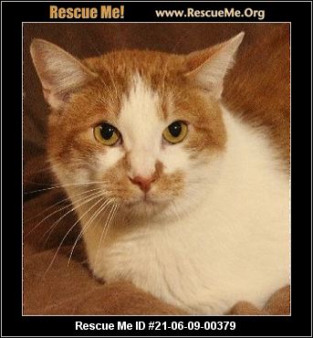 - Missouri Cat Rescue - ADOPTIONS - Rescue Me!