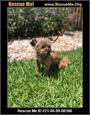 - Florida Yorkie Rescue - ADOPTIONS - Rescue Me!