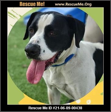 - Florida Lab Rescue - ADOPTIONS - Rescue Me!