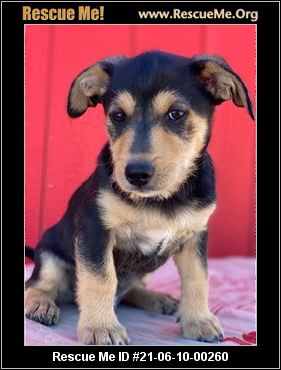 - California Corgi Rescue - ADOPTIONS - Rescue Me!