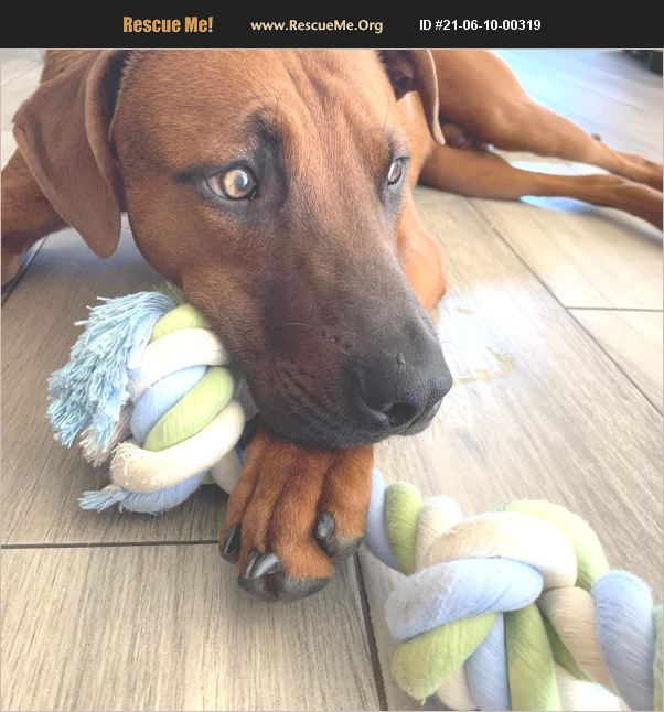 ADOPT 21061000319 ~ Rhodesian Ridgeback Rescue ~ San Diego, CA