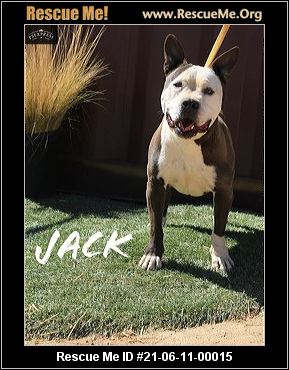 - California Bull Terrier Rescue - ADOPTIONS - Rescue Me!