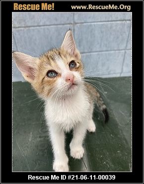 - Louisiana Cat Rescue - ADOPTIONS - Rescue Me!
