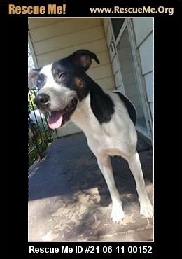 - Georgia Border Collie Rescue - ADOPTIONS - Rescue Me!
