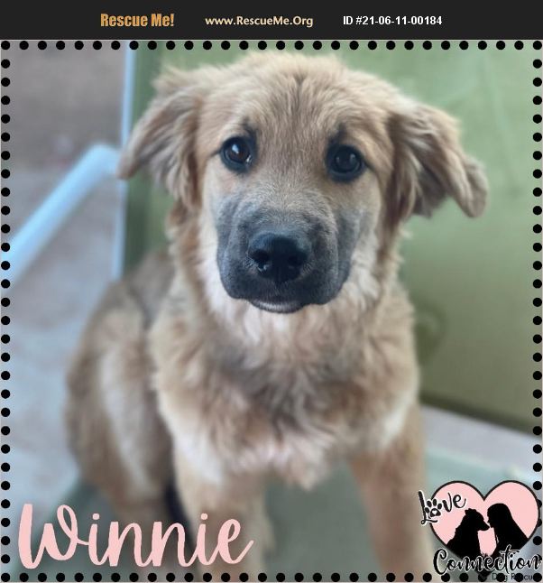 ADOPT 21061100184 ~ Golden Retriever Rescue ~ Gilbert, AZ