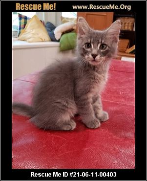 - Florida Cat Rescue - ADOPTIONS - Rescue Me!