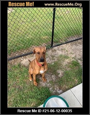 - Florida Rhodesian Ridgeback Rescue - ADOPTIONS - Rescue Me!