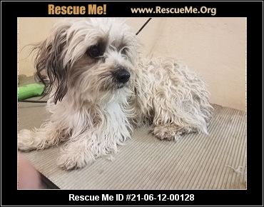 - California Lhasa Apso Rescue - ADOPTIONS - Rescue Me!