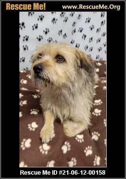 - Texas Dachshund Rescue - ADOPTIONS - Rescue Me!