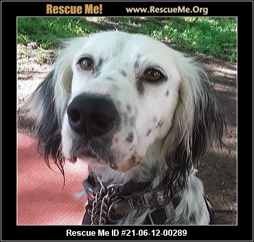 - Texas English Setter Rescue - ADOPTIONS - Rescue Me!