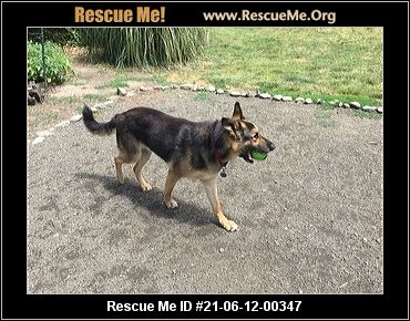- Oregon Dog Rescue - ADOPTIONS - Rescue Me!