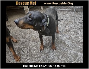 - Virginia Dog Rescue - ADOPTIONS - Rescue Me!