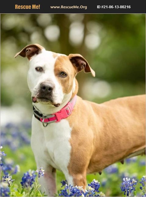 ADOPT 21061300216 ~ Staffordshire Bull Terrier Rescue ~ King County, WA