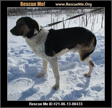 - Massachusetts Mutt Rescue - ADOPTIONS - Rescue Me!