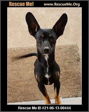 - Oklahoma Dog Rescue - ADOPTIONS - Rescue Me!