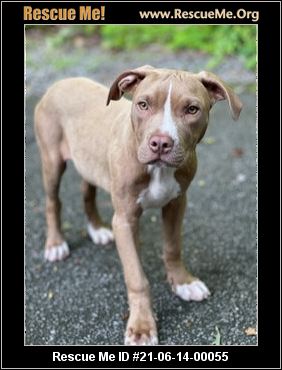 - Alabama Dog Rescue - ADOPTIONS - Rescue Me!