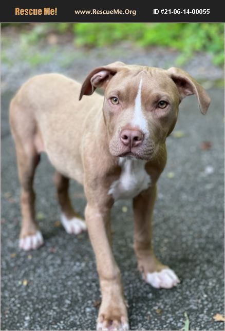 ADOPT 21061400055 ~ Pit Bull Rescue ~ Birmingam, AL