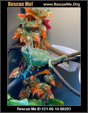 - Washington Reptile/Amphibian Rescue - ADOPTIONS - Rescue Me!