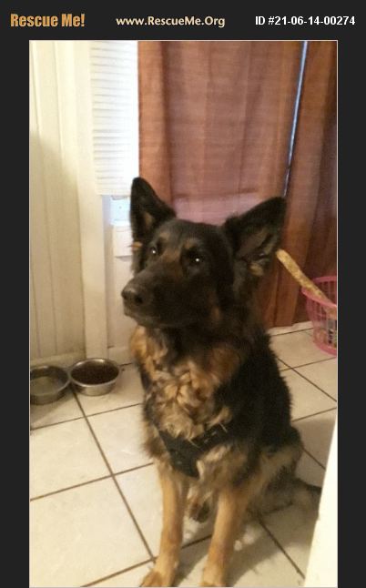 ADOPT 21061400274 ~ German Shepherd Rescue ~ colorado springsco, CO