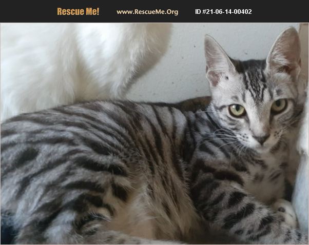 ADOPT 21061400402 ~ Egyptian Mau Rescue ~ Yorba Linda, CA