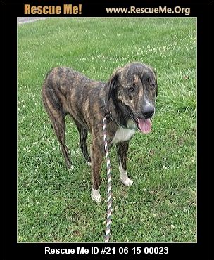 - Tennessee Mountain Cur Rescue - ADOPTIONS - Rescue Me!
