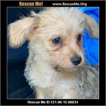 - California Yorkie Rescue - ADOPTIONS - Rescue Me!