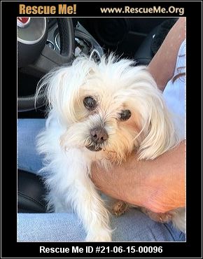- Florida Maltese Rescue - ADOPTIONS - Rescue Me!