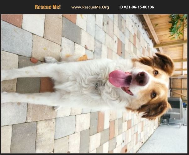 ADOPT 21061500106 ~ Border Collie Rescue ~ Tampa, FL