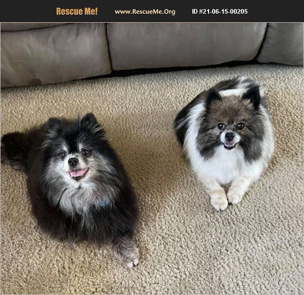 ADOPT 21061500205 ~ Pomeranian Rescue ~ College Station, TX