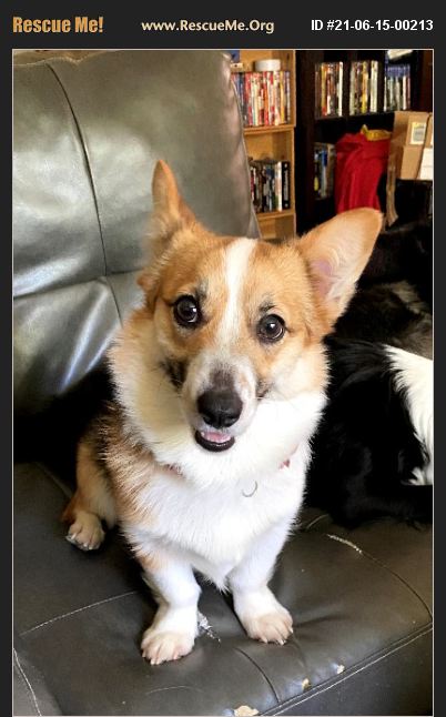 ADOPT 21061500213 ~ Corgi Rescue ~ Denver, CO