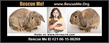 - Illinois Rabbit Rescue - ADOPTIONS - Rescue Me!
