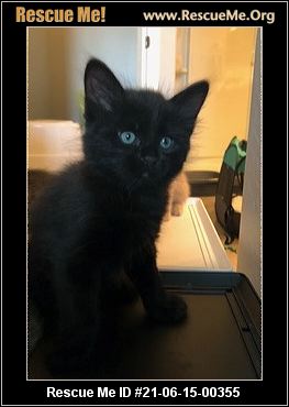 - Arizona Cat Rescue - ADOPTIONS - Rescue Me!