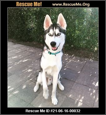- California Siberian Husky Rescue - ADOPTIONS - Rescue Me!
