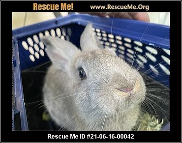- Florida Rabbit Rescue - ADOPTIONS - Rescue Me!