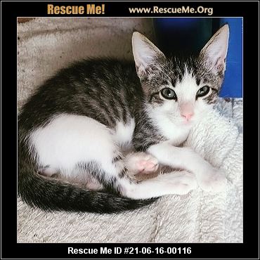 - Arizona Cat Rescue - ADOPTIONS - Rescue Me!