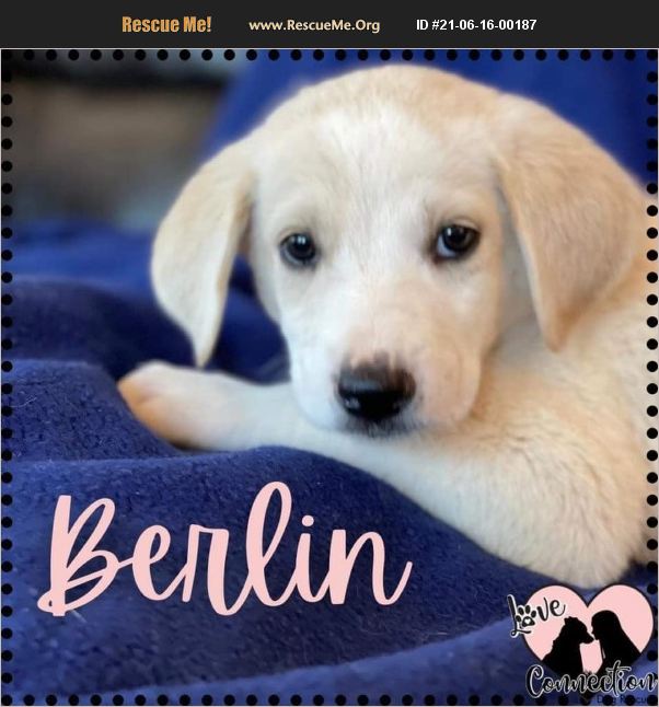 ADOPT 21061600187 ~ Golden Retriever Rescue ~ Gilbert, AZ