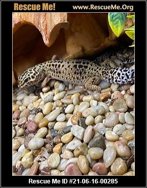 - Washington Reptile/Amphibian Rescue - ADOPTIONS - Rescue Me!