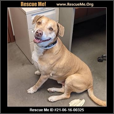 - Arizona Dog Rescue - ADOPTIONS - Rescue Me!