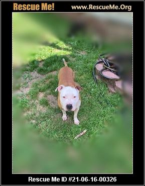 - North Carolina Pit Bull Rescue - ADOPTIONS - Rescue Me!