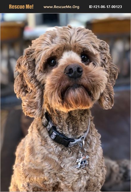 ADOPT 21061700123 ~ Cockapoo Rescue ~ Scottsdale, AZ