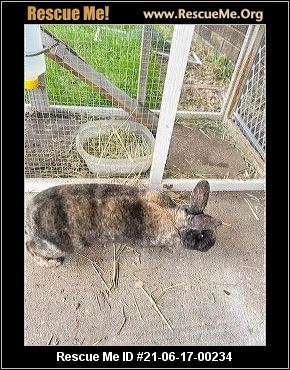 - Texas Rabbit Rescue - ADOPTIONS - Rescue Me!