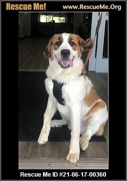 - Texas Saint Bernard Rescue - ADOPTIONS - Rescue Me!