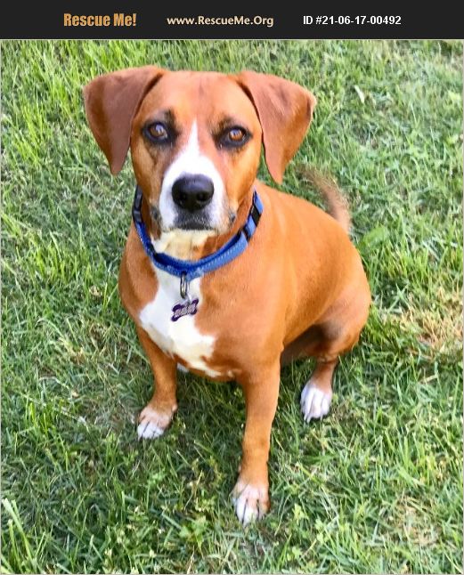 ADOPT 21061700492 ~ Boxer Rescue ~ Brookfield, CT