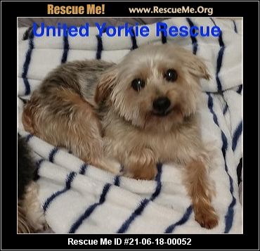 - Florida Yorkie Rescue - ADOPTIONS - Rescue Me!