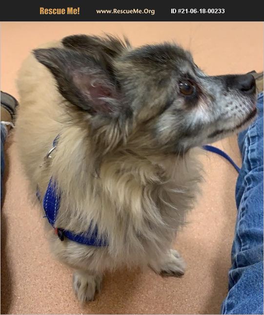 ADOPT 21061800233 ~ Pomeranian Rescue ~ Marana, AZ