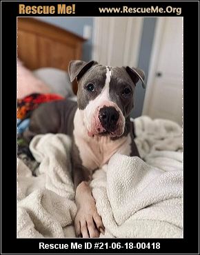 - Texas Pit Bull Rescue - ADOPTIONS - Rescue Me!