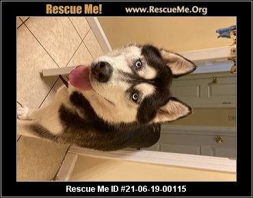 - Ohio Siberian Husky Rescue - ADOPTIONS - Rescue Me!